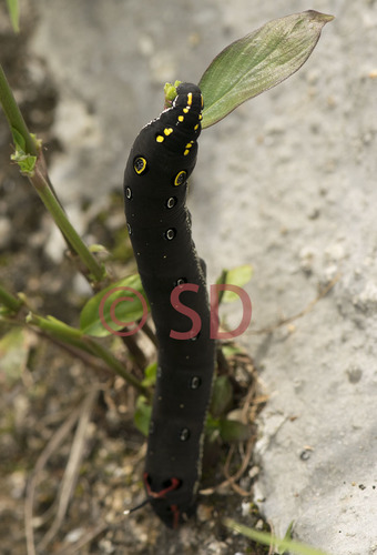 Observations by shuanda · iNaturalist