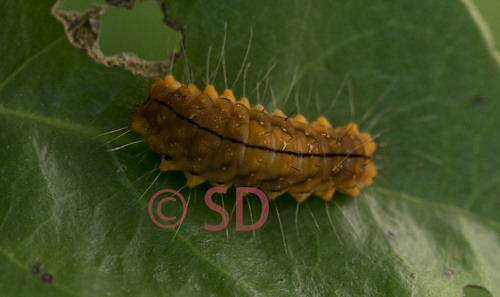 Observations by shuanda · iNaturalist