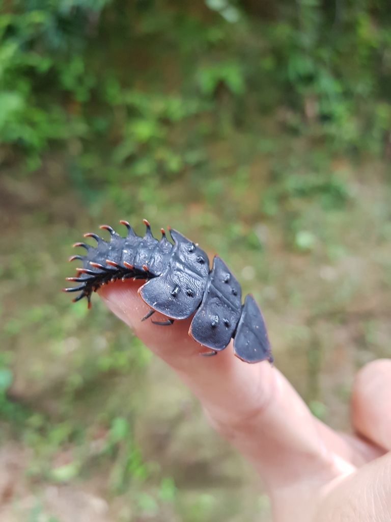 Trilobite Beetles from Mukim 14 Bukit Paya Terubong, Penang, Malaysia ...