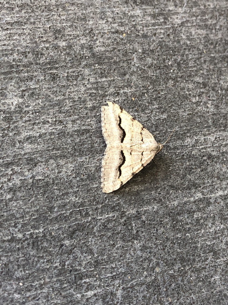 Signate Looper Moth from N Oracle Rd, Tucson, AZ, US on May 01, 2020 at ...