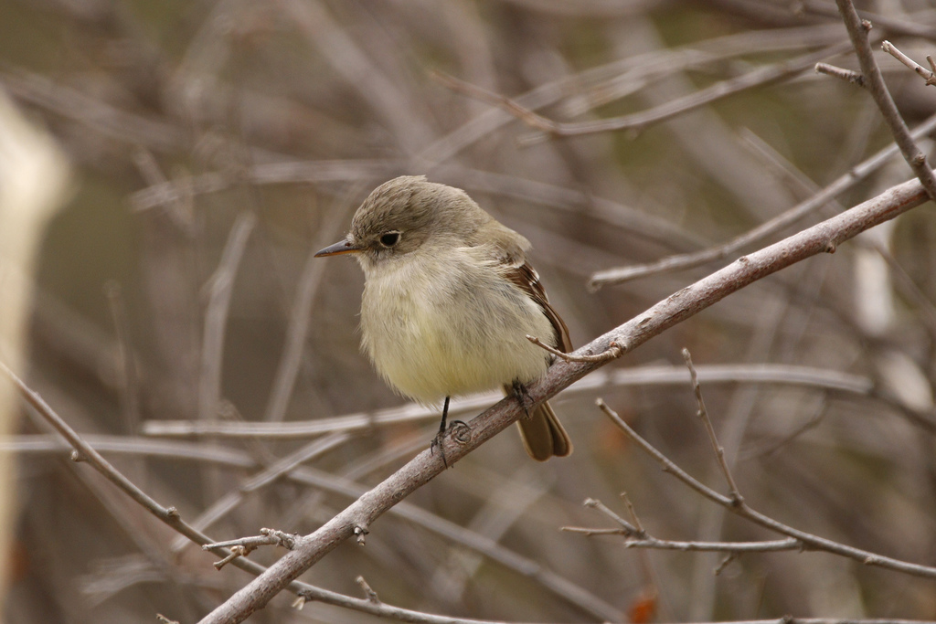 Gray Flycatcher from Colorado Springs, CO, USA on April 29, 2019 at 12: ...