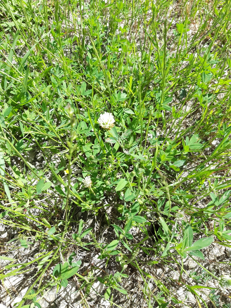 Egyptian clover from 655 Martin Ln, Seagoville, TX 75159, USA on May 1 ...