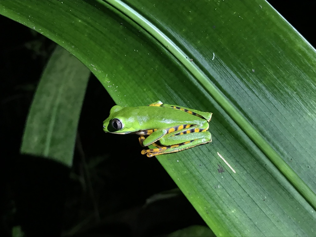 Barred Monkey Frog from Road of Kaw, Cayenne, GF on March 30, 2020 at ...