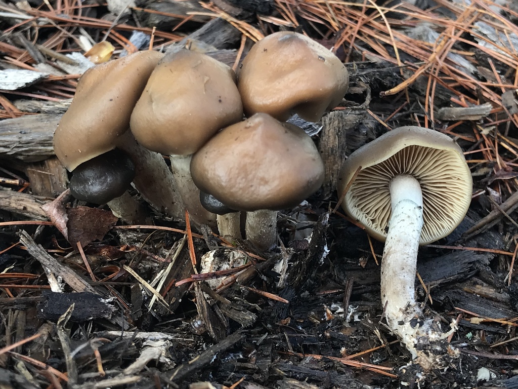 Psychedelic Ovoid Mushroom in May 2020 by phillsfungi · iNaturalist