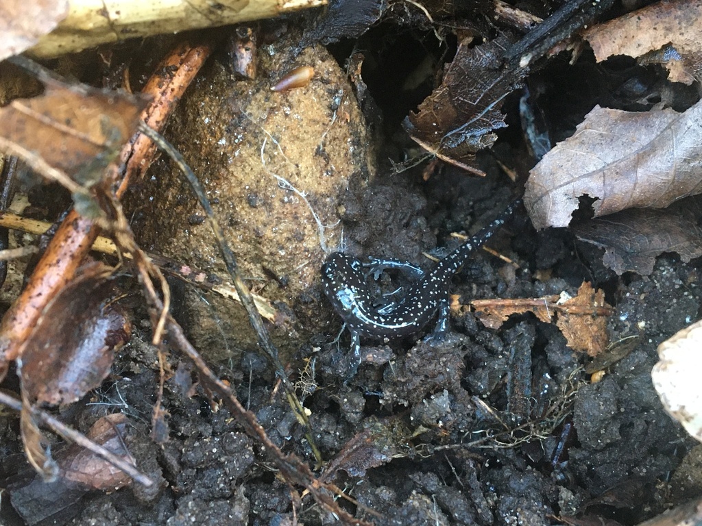 Woodland Salamanders from Daniel Boone National Forest, Stanton, KY, US ...