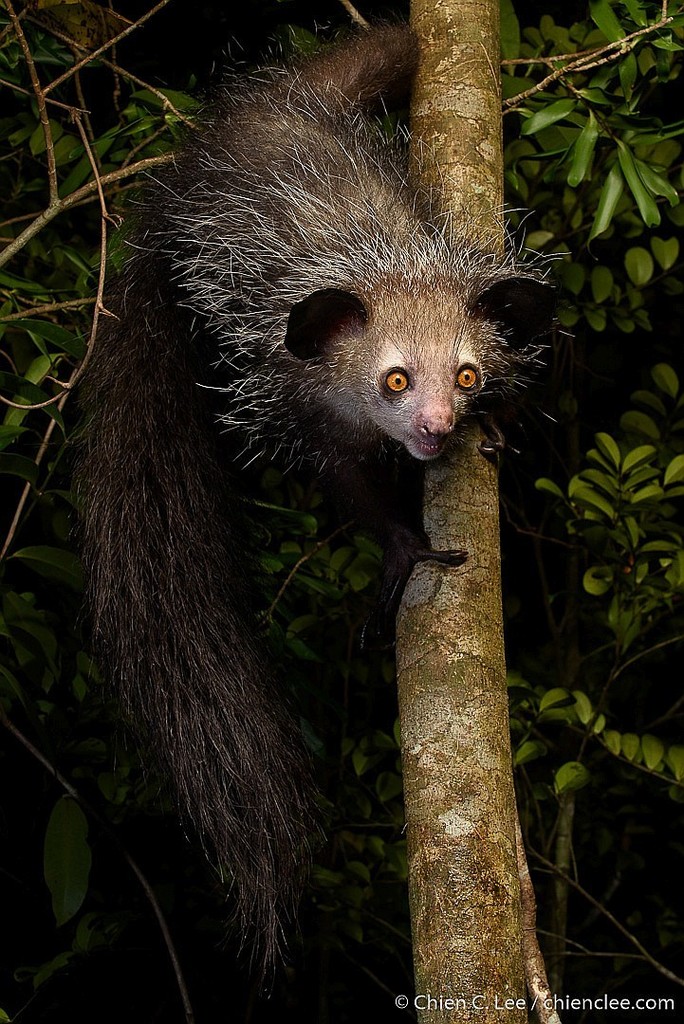 Aye-aye in October 2015 by Chien Lee · iNaturalist