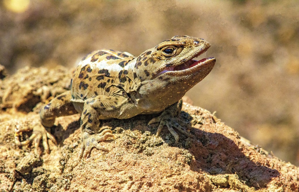 Six-banded Patagonian Lizard from Biobio, Bío Bío, Chile on March 25 ...