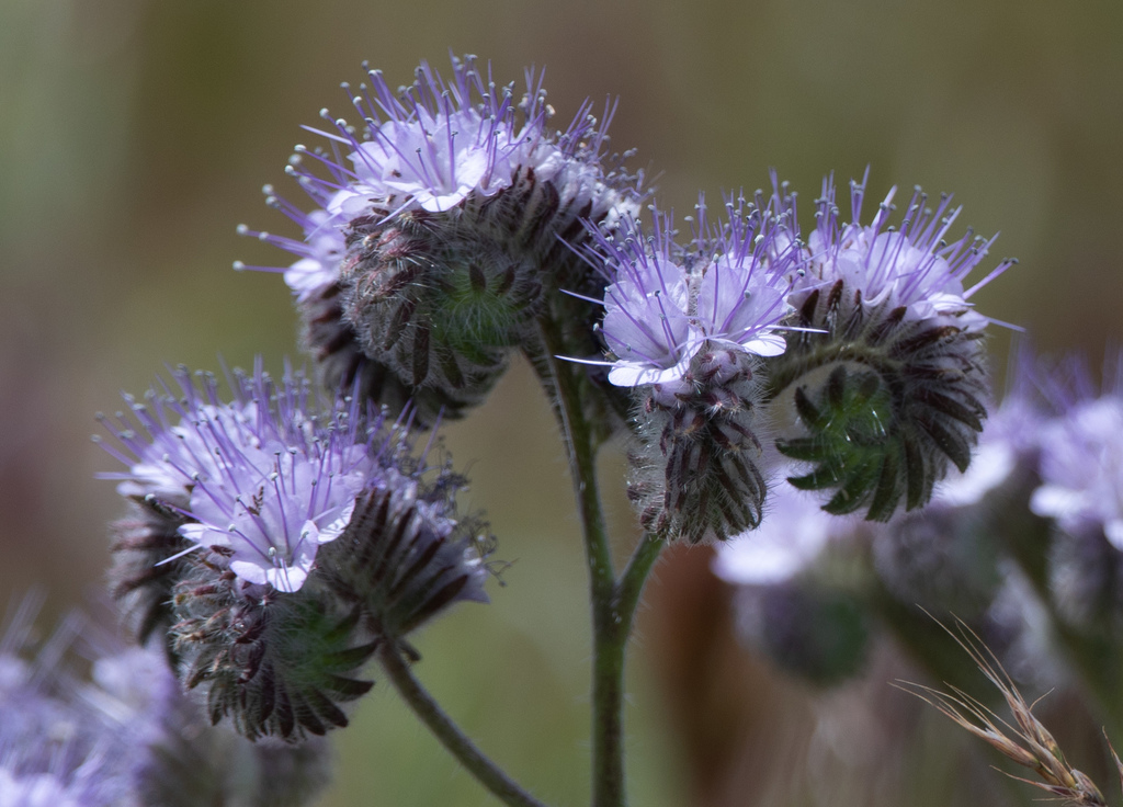Lacy phacelia from Los Angeles, California, United States on April 26 ...