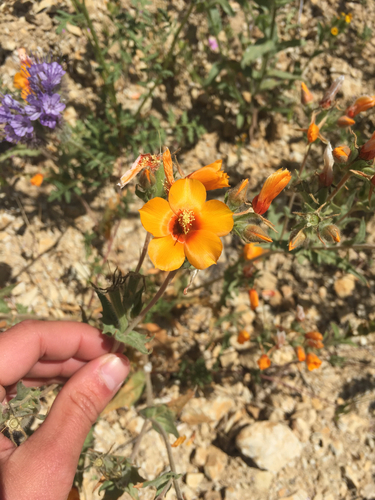 Observations by lunatuna · iNaturalist