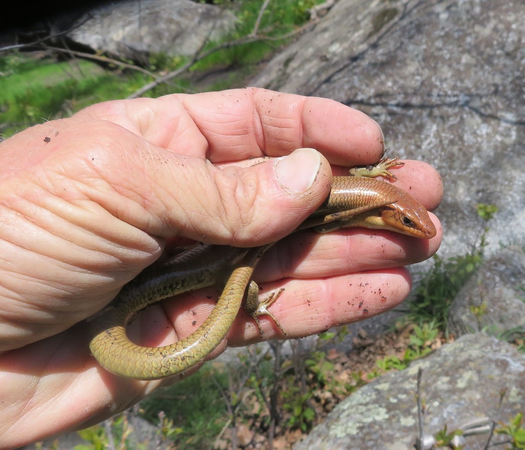 Gilbert's Skink in April 2020 by Brian Hinds · iNaturalist