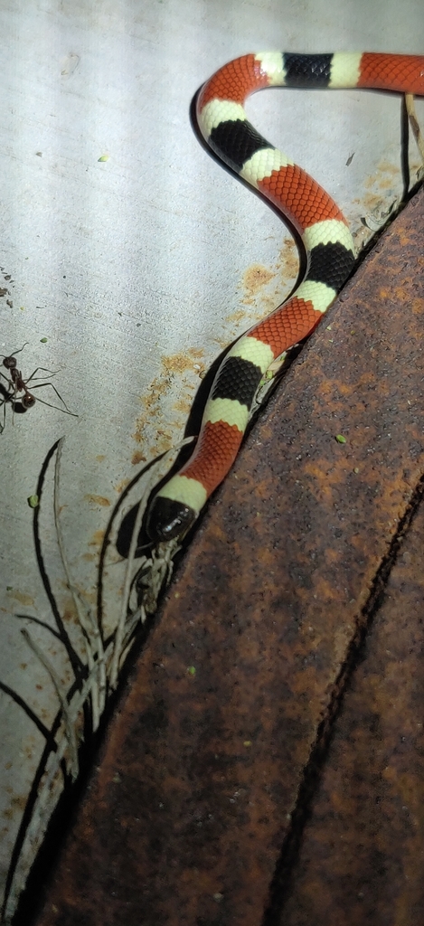 Sonoran Coralsnake from Canoa Ranch, AZ, USA on May 1, 2020 at 10:31 PM ...