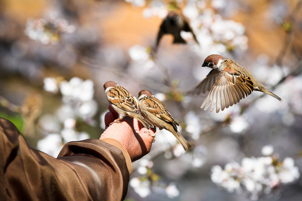 Eurasian Tree Sparrow from Asakusa, Taitō, Präfektur Tokio 111-0032 ...