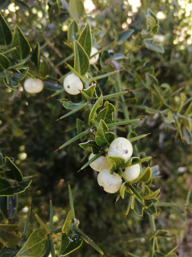 toothbrush tree family (Salvadoraceae) - Botanical Realm
