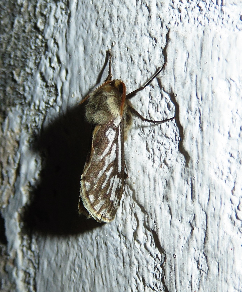 Swift Moths in May 2020 by Dewald Welman · iNaturalist