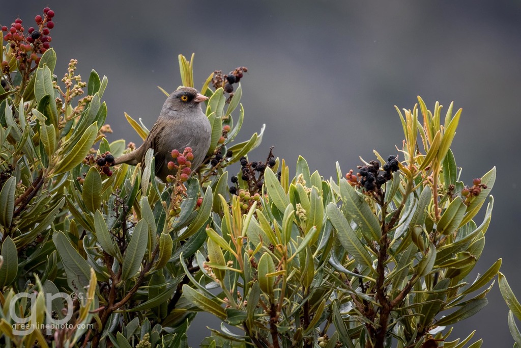 Volcano Junco from San José Province, Rivas, Costa Rica on November 11 ...