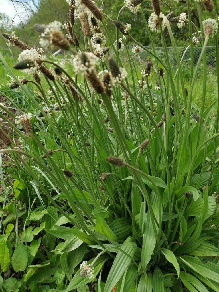 ribwort plantain from Dorset, England, GB on May 02, 2020 at 12:41 PM ...