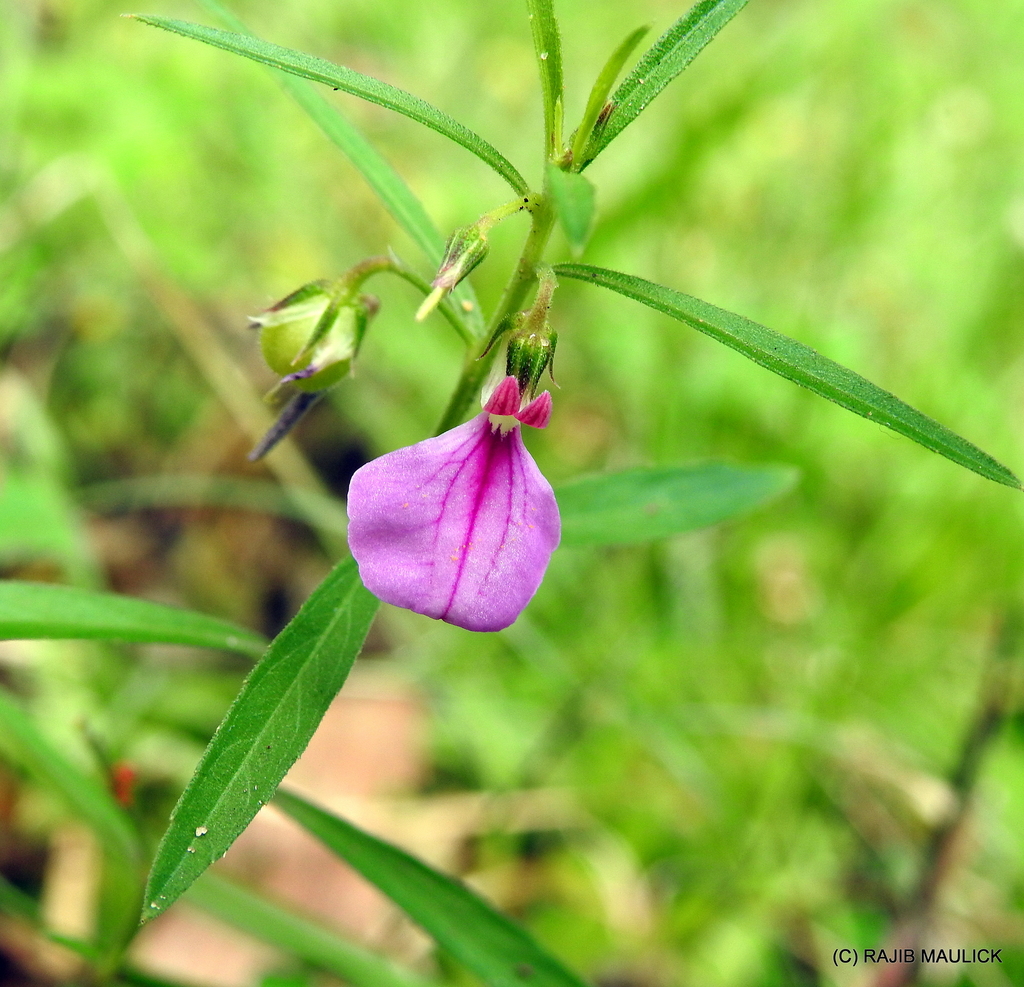 Spade Flower from B-Zone, Durgapur, West Bengal, India on August 25 ...