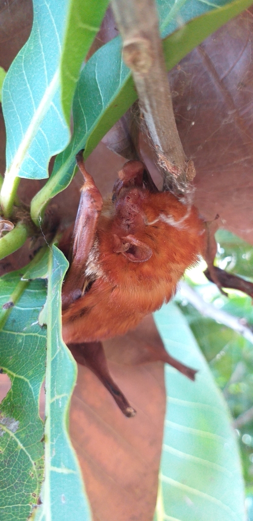Western Red Bat from Pocrí, Panamá on May 02, 2020 at 12:05 PM by ...