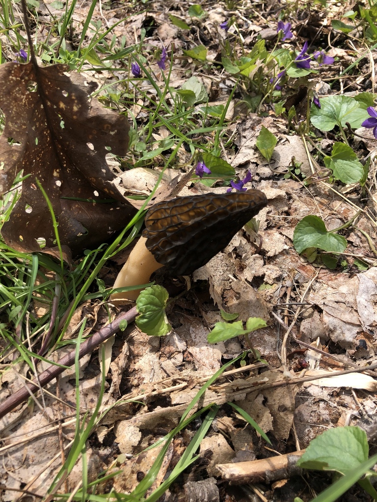 black morel in May 2020 by bwasler · iNaturalist