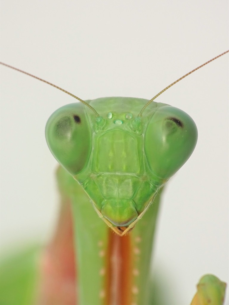 Golden-armed Mantis from Singapore on September 12, 2019 at 12:39 AM by ...