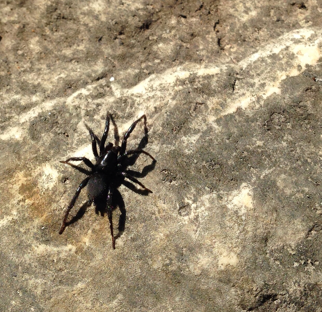 Ground Spiders from Zilker Metropolitan Park, Austin, TX, US on April ...