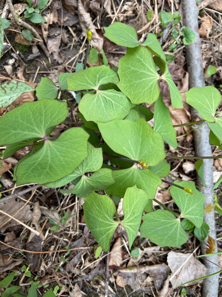 twinleaf in May 2020 by Steven Daniel · iNaturalist