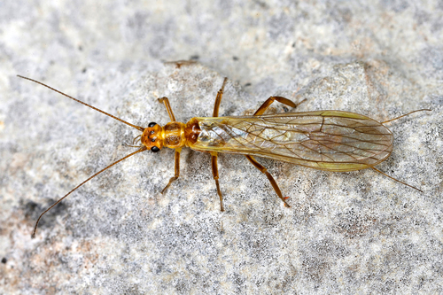 Scarce Yellow Sally (Isoperla obscura) · iNaturalist