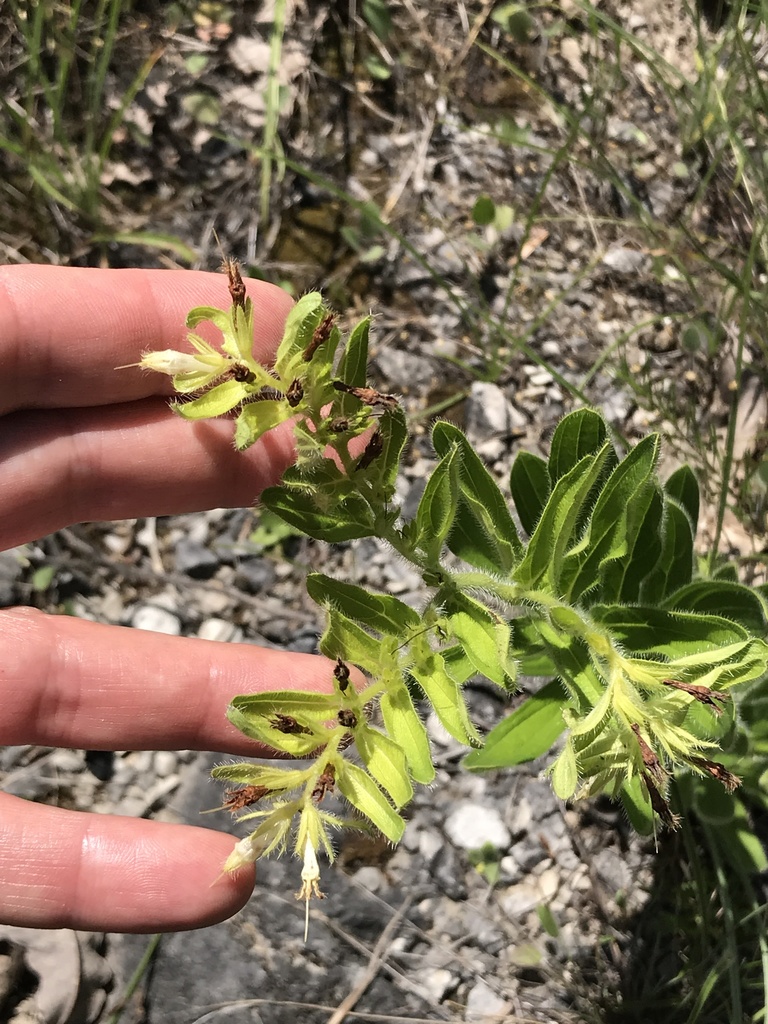 deceptive marbleseed from West Blocton, AL, US on May 2, 2020 at 02:05 ...