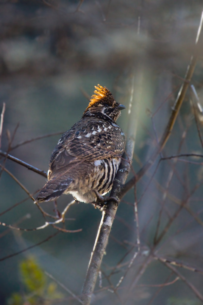 Chinese Grouse in December 2014 by Don-Jean Leandri-Breton · iNaturalist