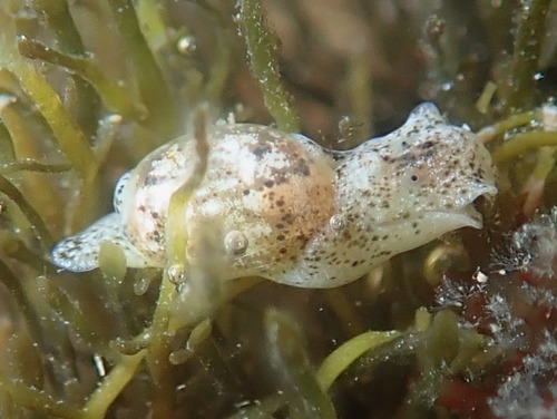 Haloa crocata · iNaturalist