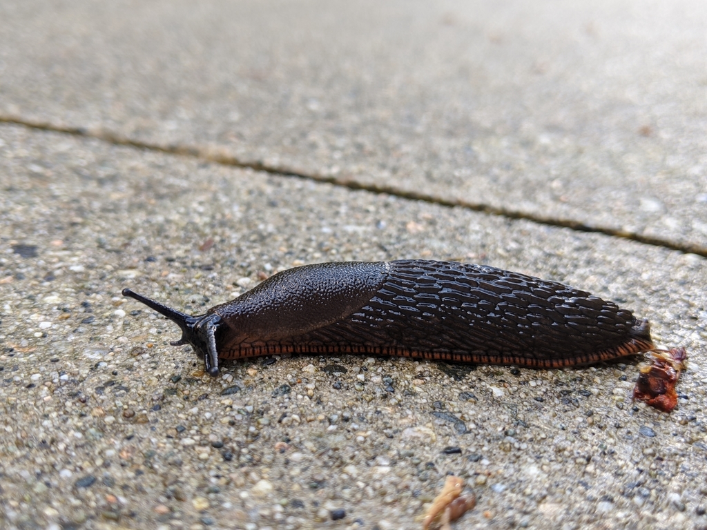 Arion Slugs from Vancouver, BC V6T 1W5, Canada on May 2, 2020 at 07:33 ...