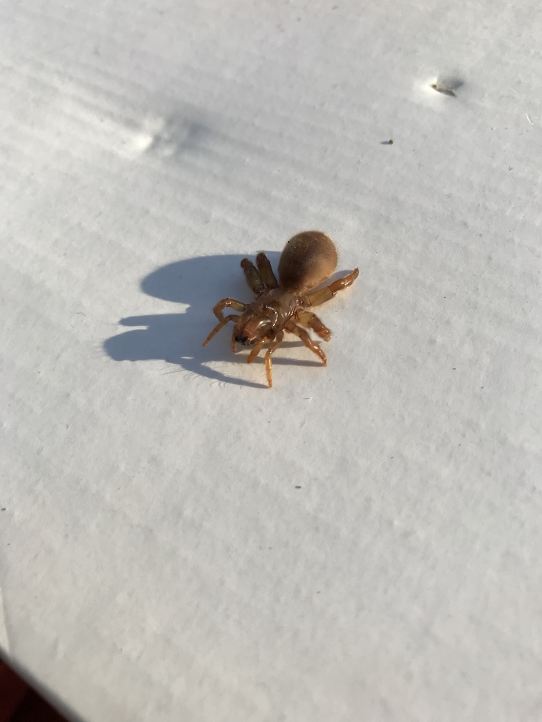 Calommata signata in April 2020 by Lacey Pants McGee · iNaturalist