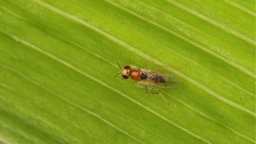 Elachiptera popovi · iNaturalist