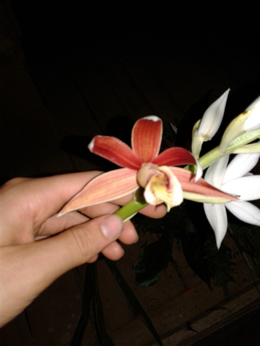 Phaius montanus · iNaturalist United Kingdom