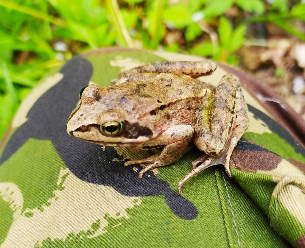 European Common Frog from Локачинский район, Волынская область, Украина ...