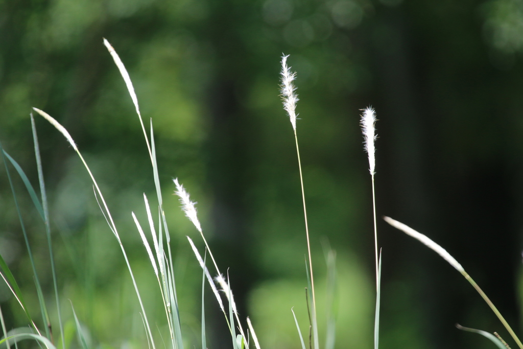 silver bluestem from Washington Avenue Coalition / Memorial Park ...