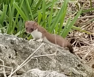 American Stoat from Lincoln, IA, USA on May 03, 2020 at 10:09 AM by ...