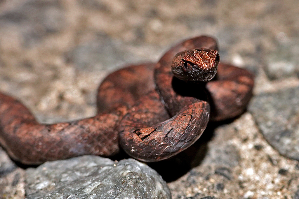 Common Mock Viper in April 2020 by Carol Kwok. Mock Viper 紫沙蛇 ...