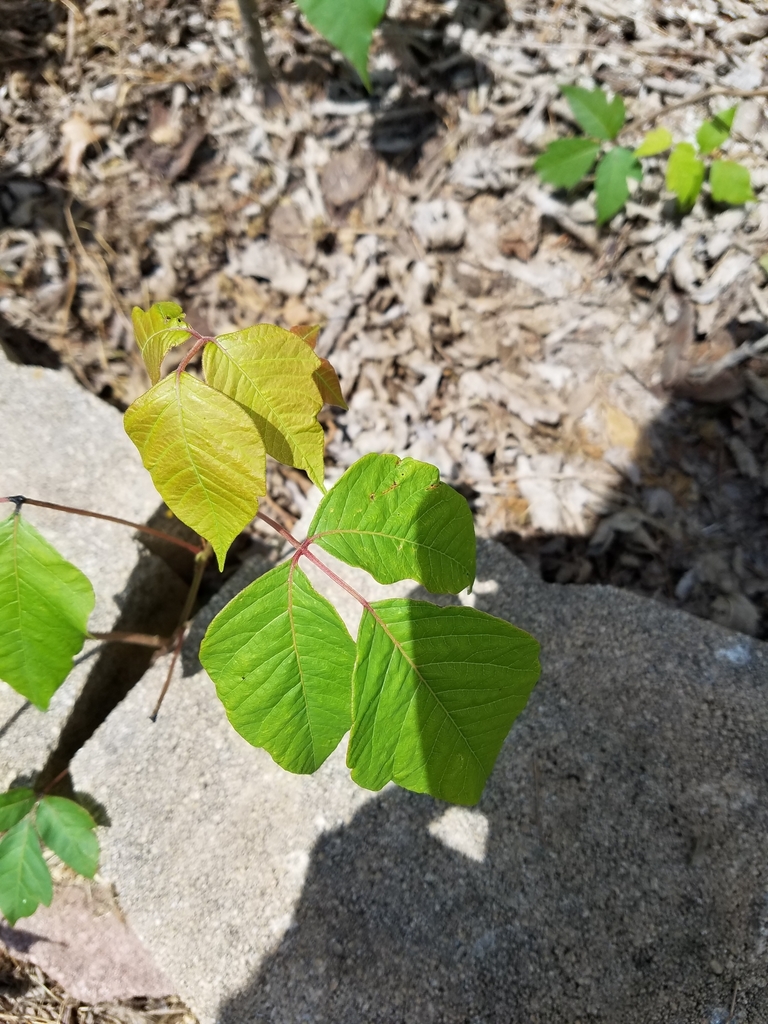 eastern poison ivy from Bonham, TX 75418, USA on May 03, 2020 at 01:22 ...