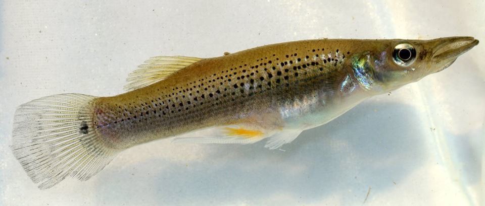 Pike Topminnow from Ixtacomitán, Chis., Mexico on March 25, 2017 at 11: ...