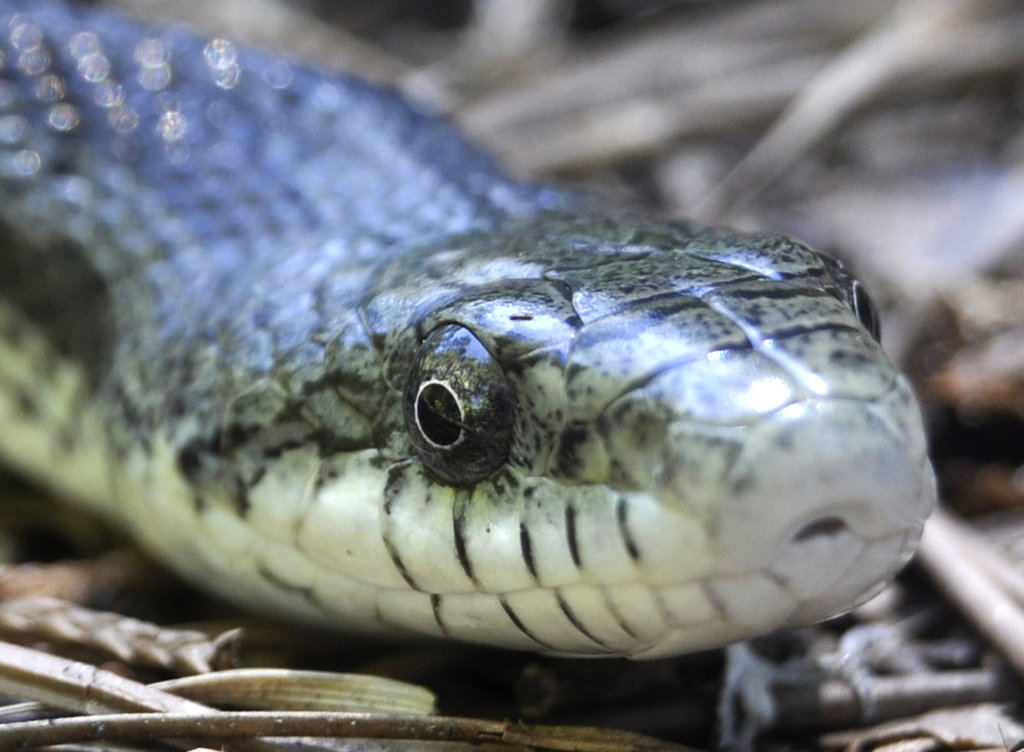 Eastern Ratsnake in May 2020 by Trish Dooling · iNaturalist