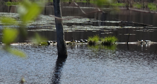 Observations by peterhazelton · iNaturalist