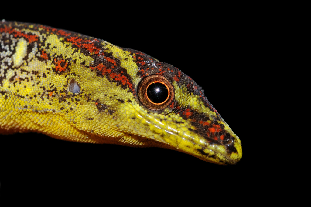 Bridled Forest Gecko from Upper Takutu-Upper Essequibo, Guyana on July ...
