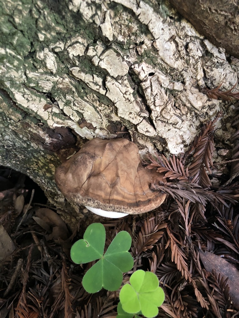 Ganoderma brownii in May 2020 by Claire McDonell · iNaturalist