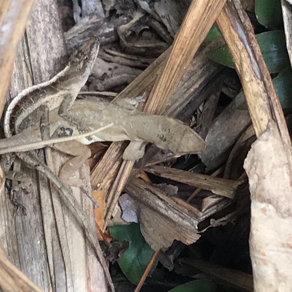 Copper Anole from Vía 205, San José, San José, CR on April 30, 2020 at ...
