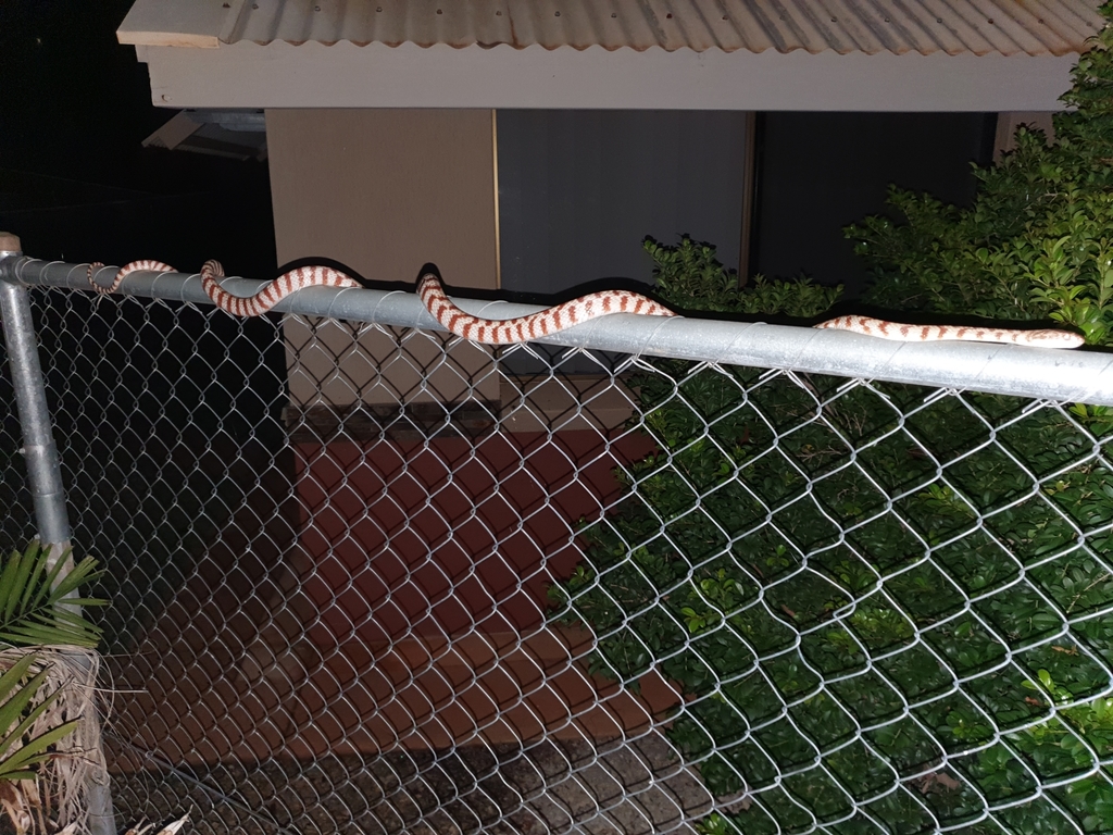 Brown Tree Snake from Tindal NT 0853, Australia on April 12, 2020 at 08 ...