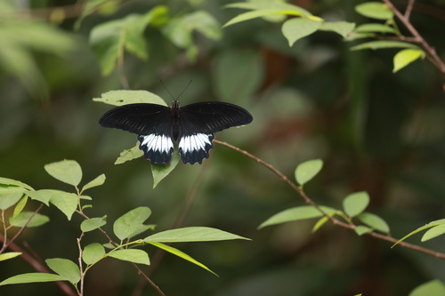 Andaman Mormon (Papilio mayo) · iNaturalist