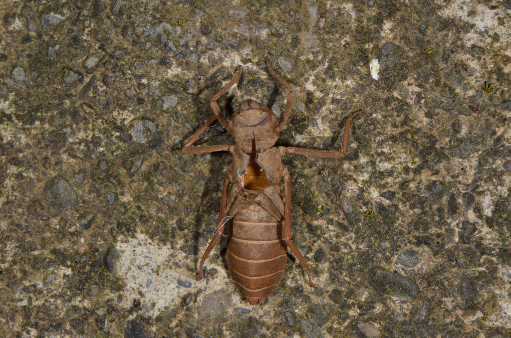 Macromidia ishidai in April 2012 by Sin Syue Li · iNaturalist