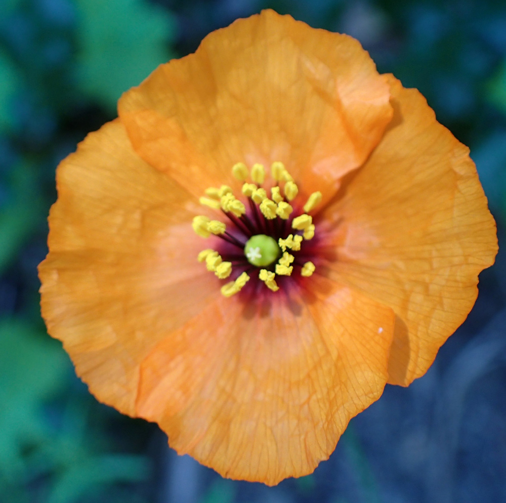 wind poppy from Contra Costa County, CA, USA on May 1, 2020 at 11:04 AM ...