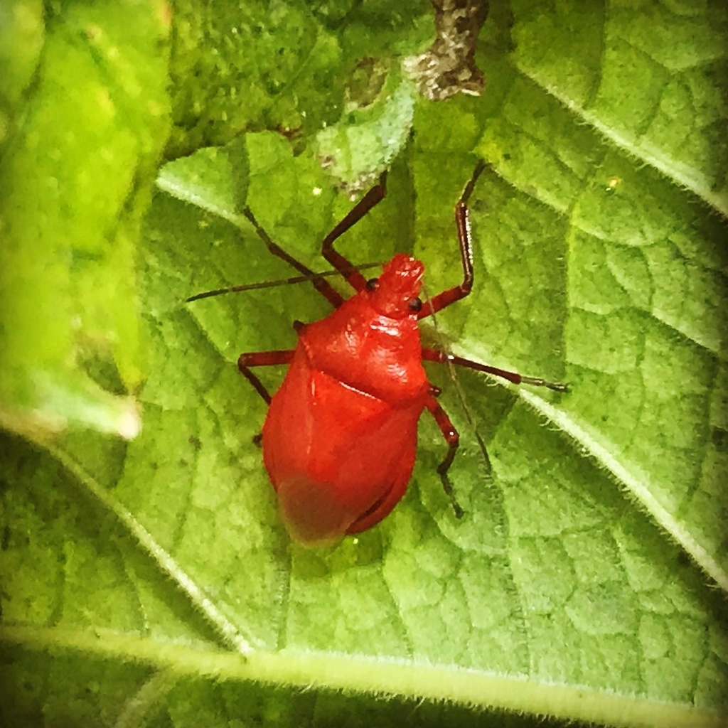 Florida Predatory Stink Bug from Vía 205, San José, San José, CR on ...